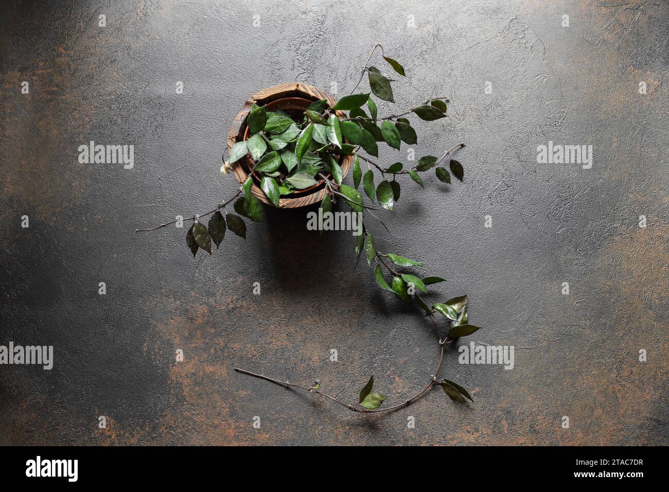 Hoya Krohniana Black Leaves on Dark Background. Wax Plant Specie with ...