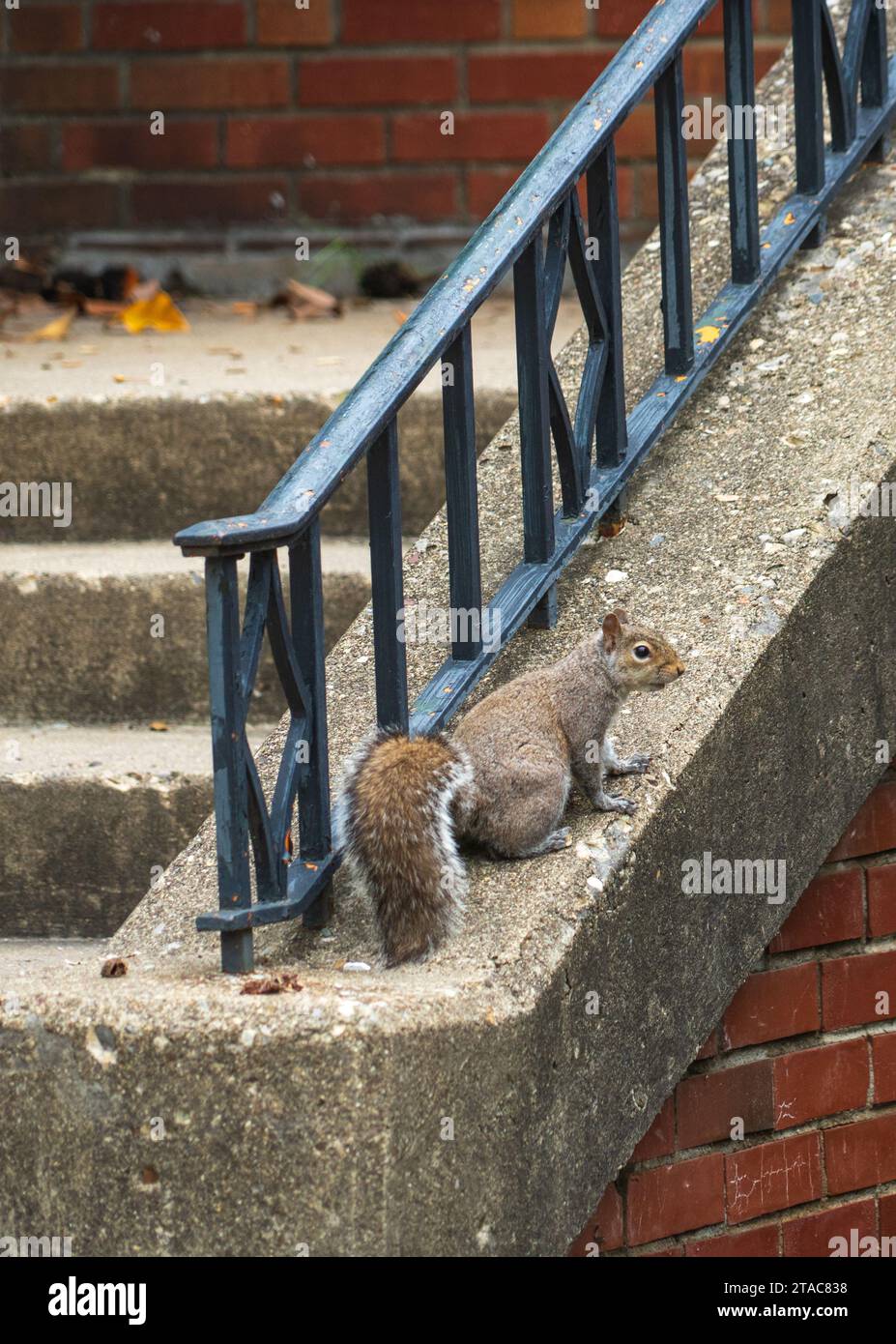 The Ohio University, Public university in Athens, Ohio Stock Photo - Alamy