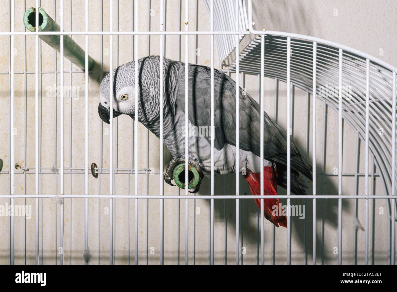 Red-tailed parrot in a cage. Psittacus Erithacus. Portugal Stock Photo ...