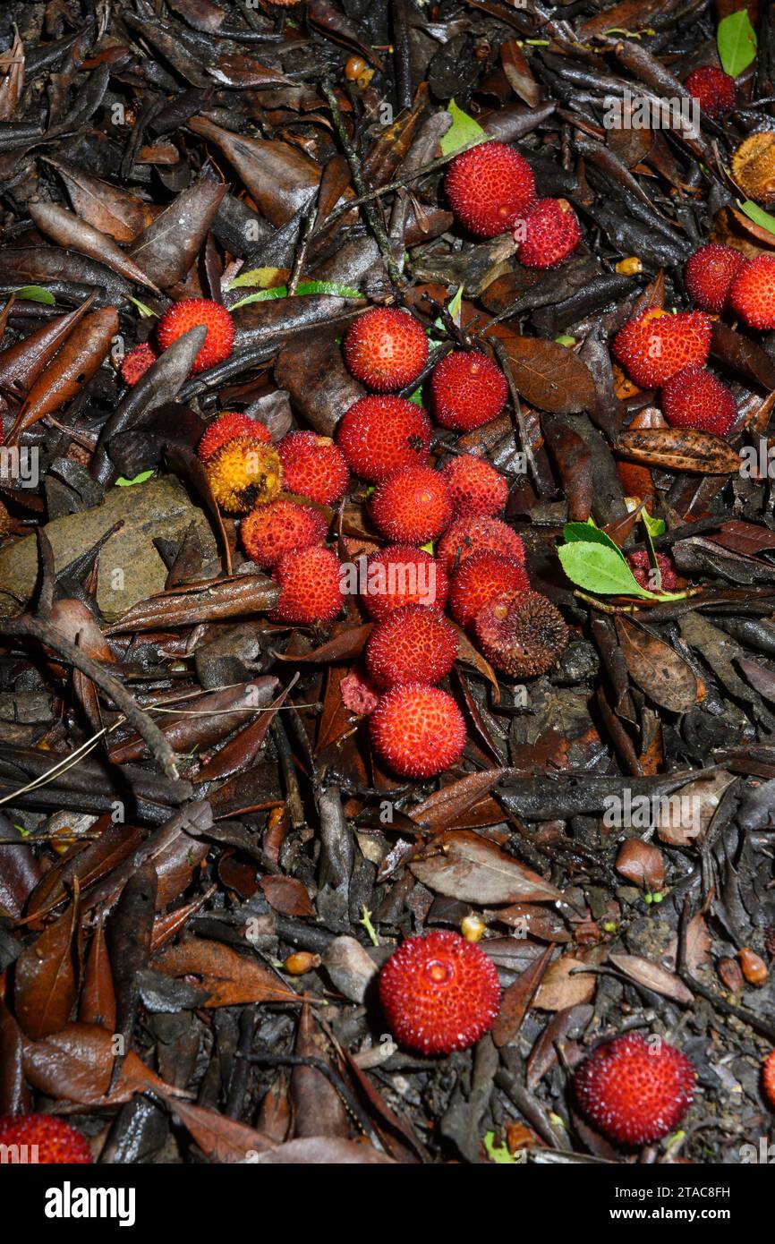 Mature medronho berries fallen from the tree Stock Photo - Alamy