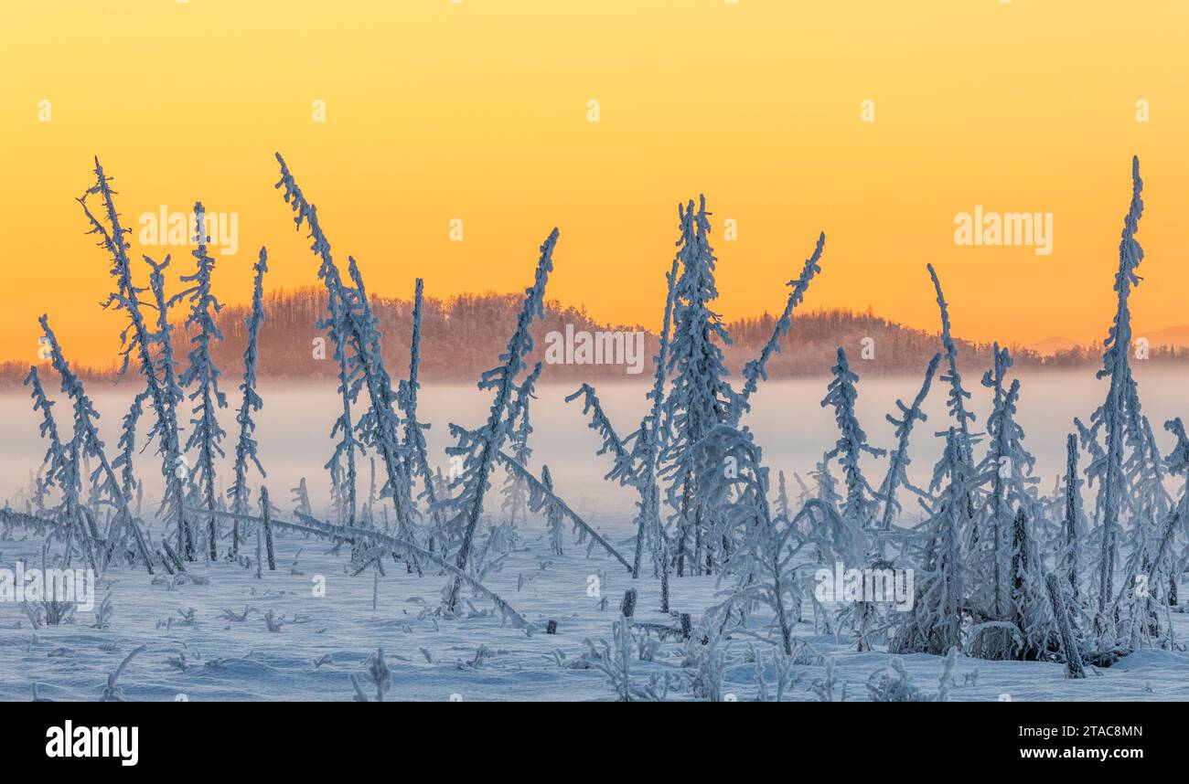 Palmer tree hi-res stock photography and images - Alamy
