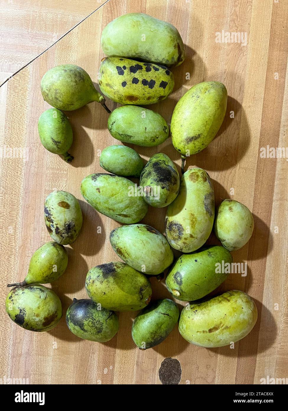 The Native Ohio Pawpaws or Asimina triloba Stock Photo - Alamy