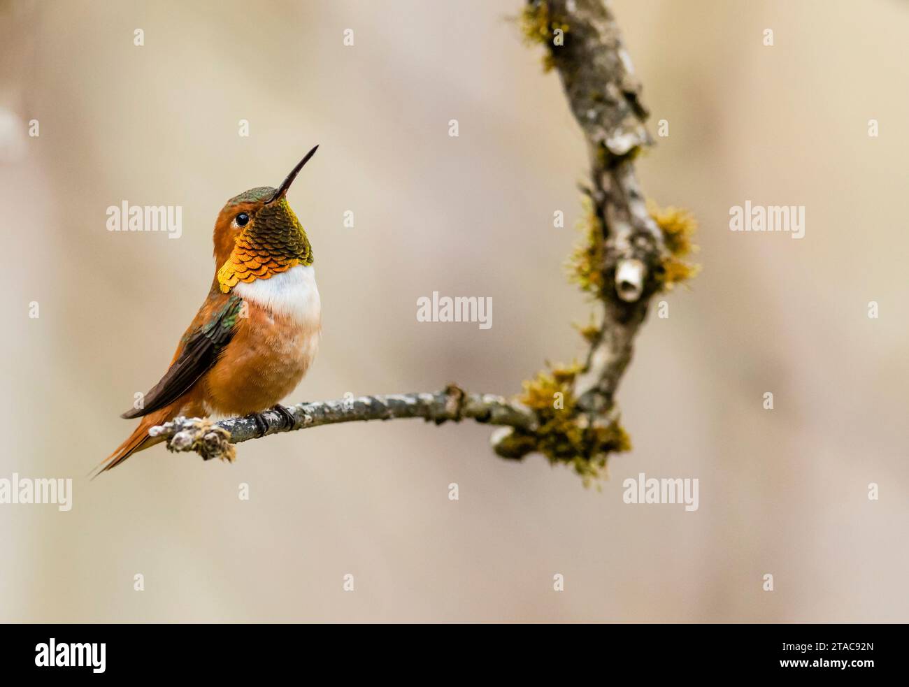 Alaska hummingbird hi-res stock photography and images - Alamy
