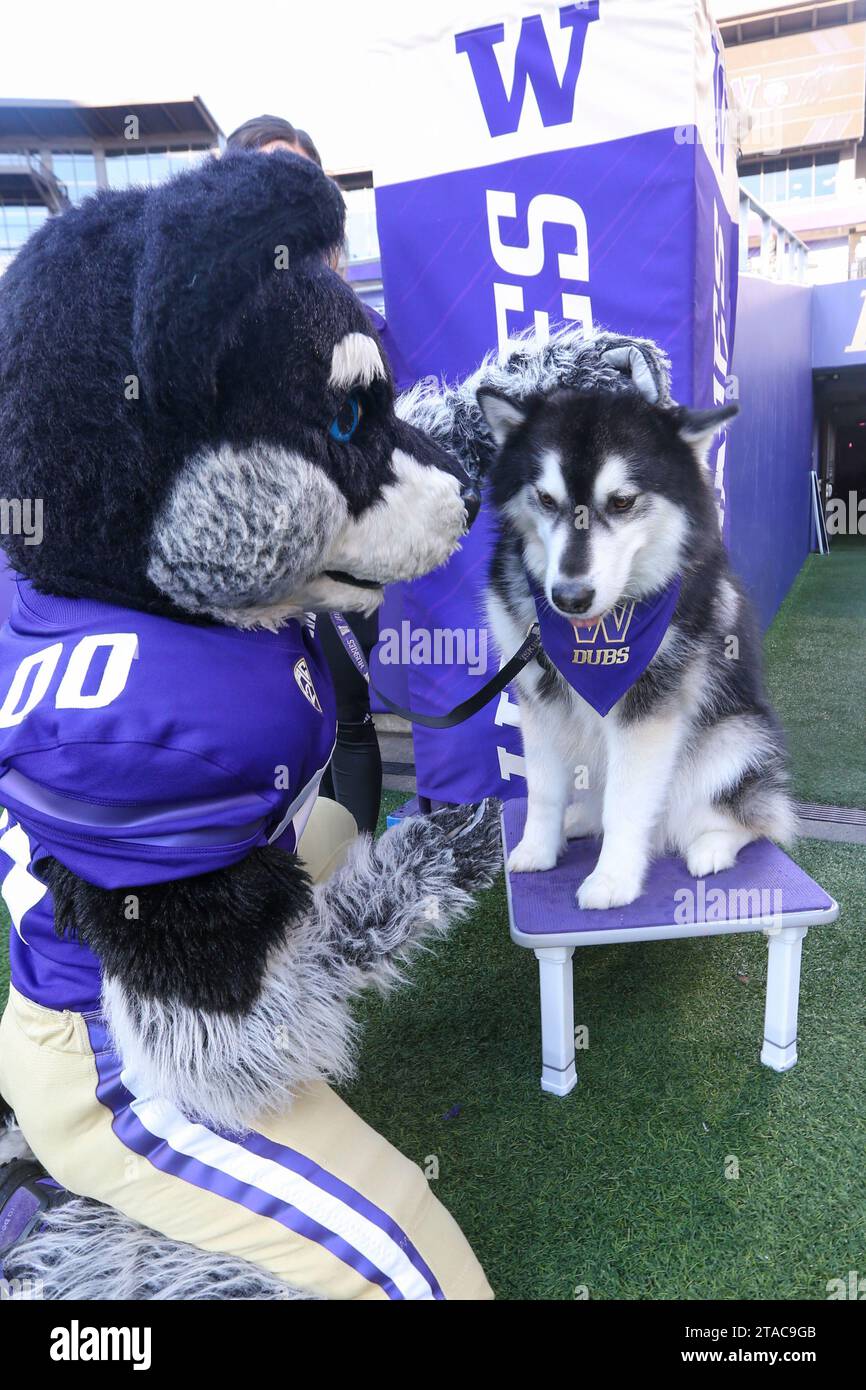 SEATTLE, WA - NOVEMBER 25: The Husky mascot Harry spent a moment with ...