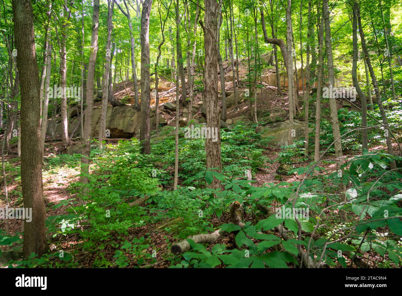 Experience peaceful walk through area hi-res stock photography and ...