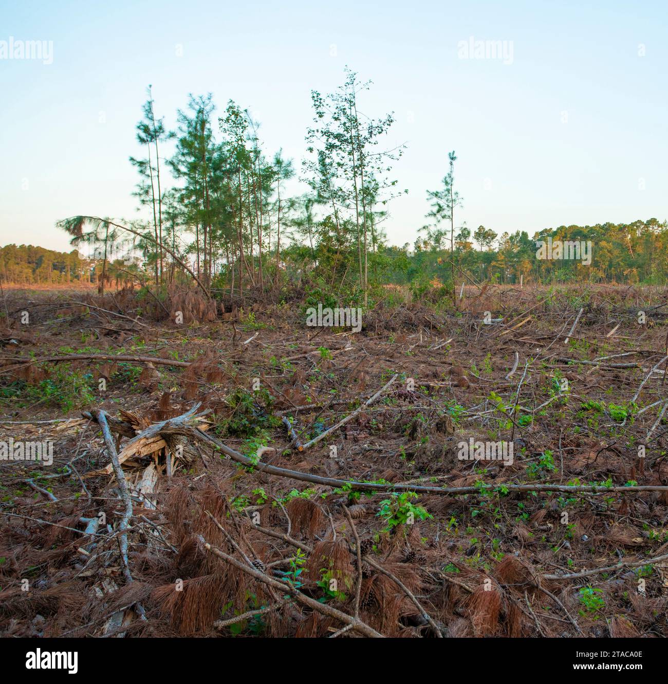 Clear cutting aftermath by loggers who left a small group of young ...
