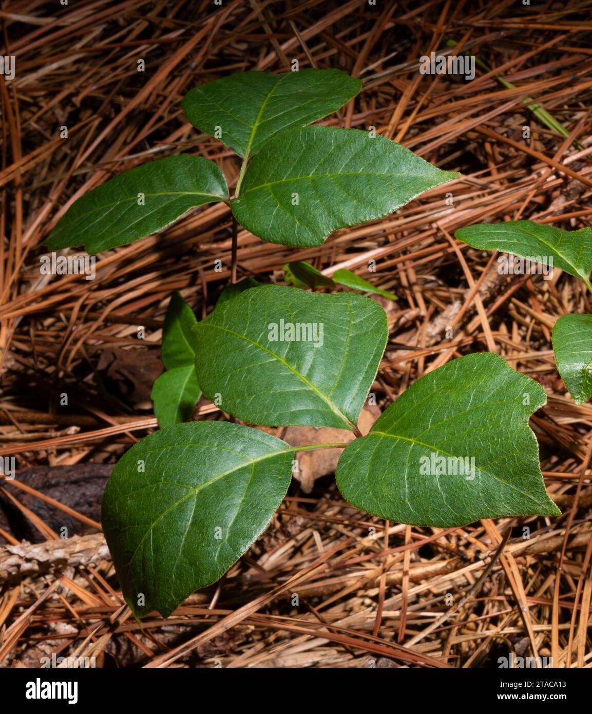 Thick layer of pine needles in a dark forest with healthy poison ivey ...