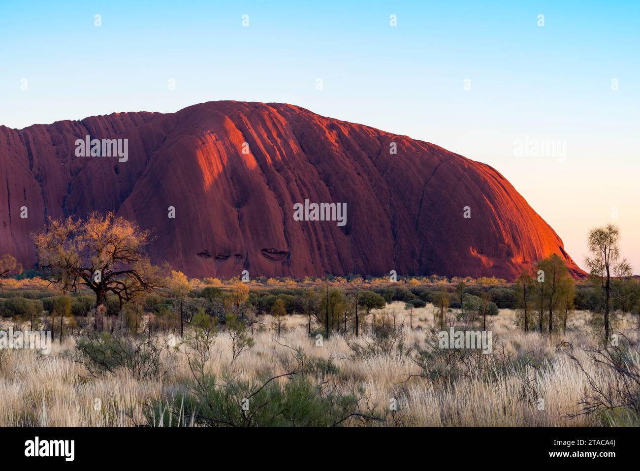 Spinifex grass and Desert Oak trees (Allocasuarina decaisneana) make a ...