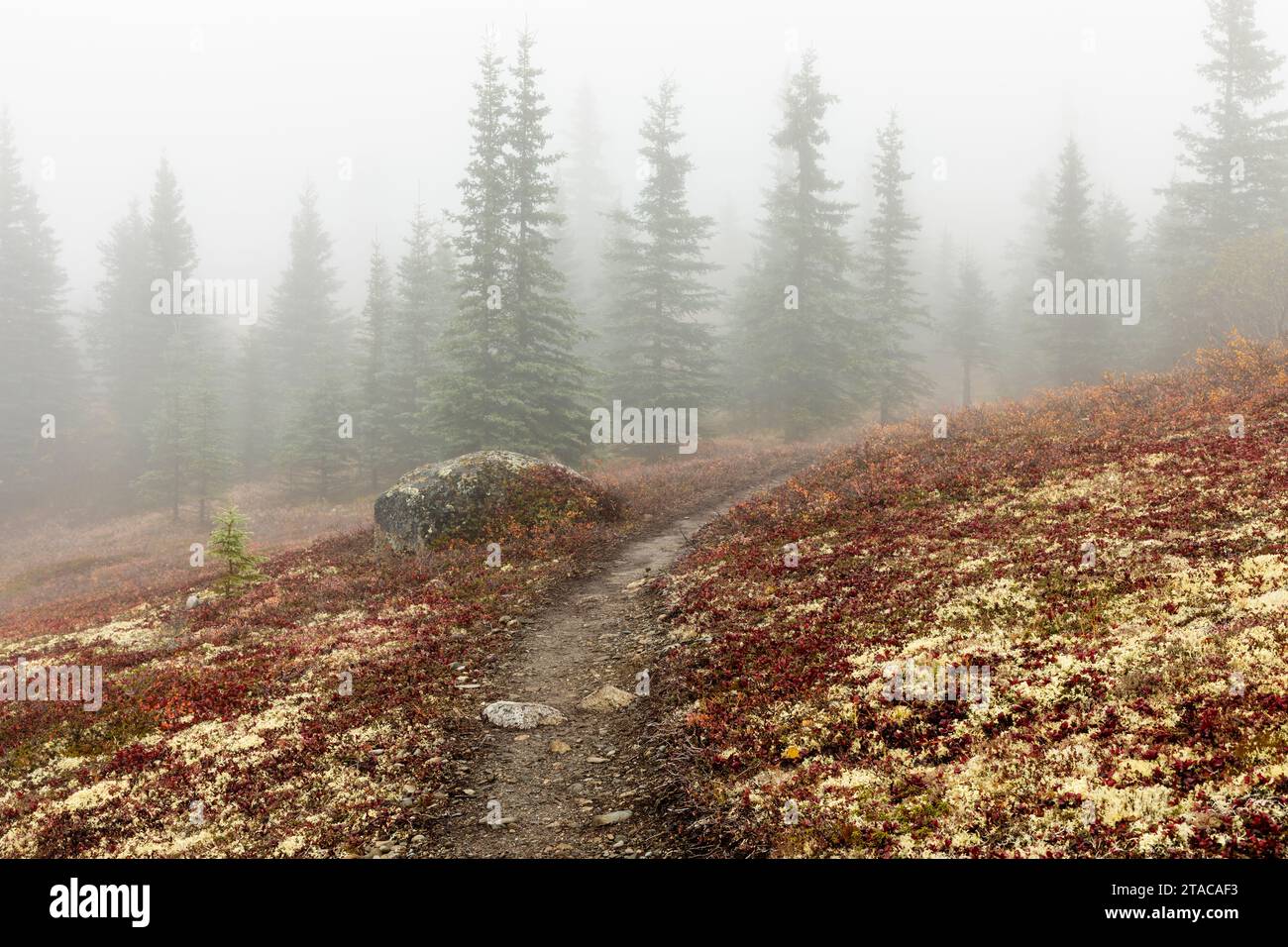 Travel to forest hi-res stock photography and images - Alamy