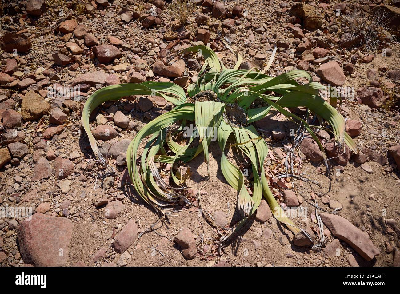 Welwitschia plant (Welwitschiaceae) at Three Stages Petrified Forest ...