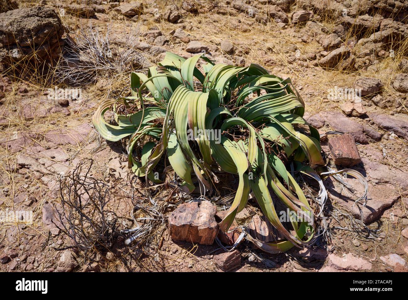 Welwitschia plant (Welwitschiaceae) at Three Stages Petrified Forest ...