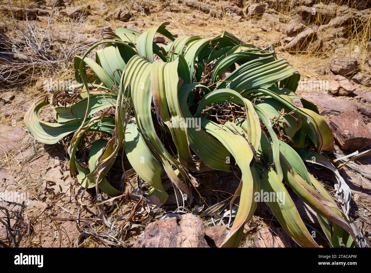 Welwitschia plant (Welwitschiaceae) at Three Stages Petrified Forest ...