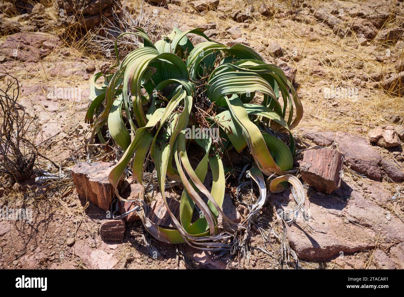 Welwitschia plant (Welwitschiaceae) at Three Stages Petrified Forest ...