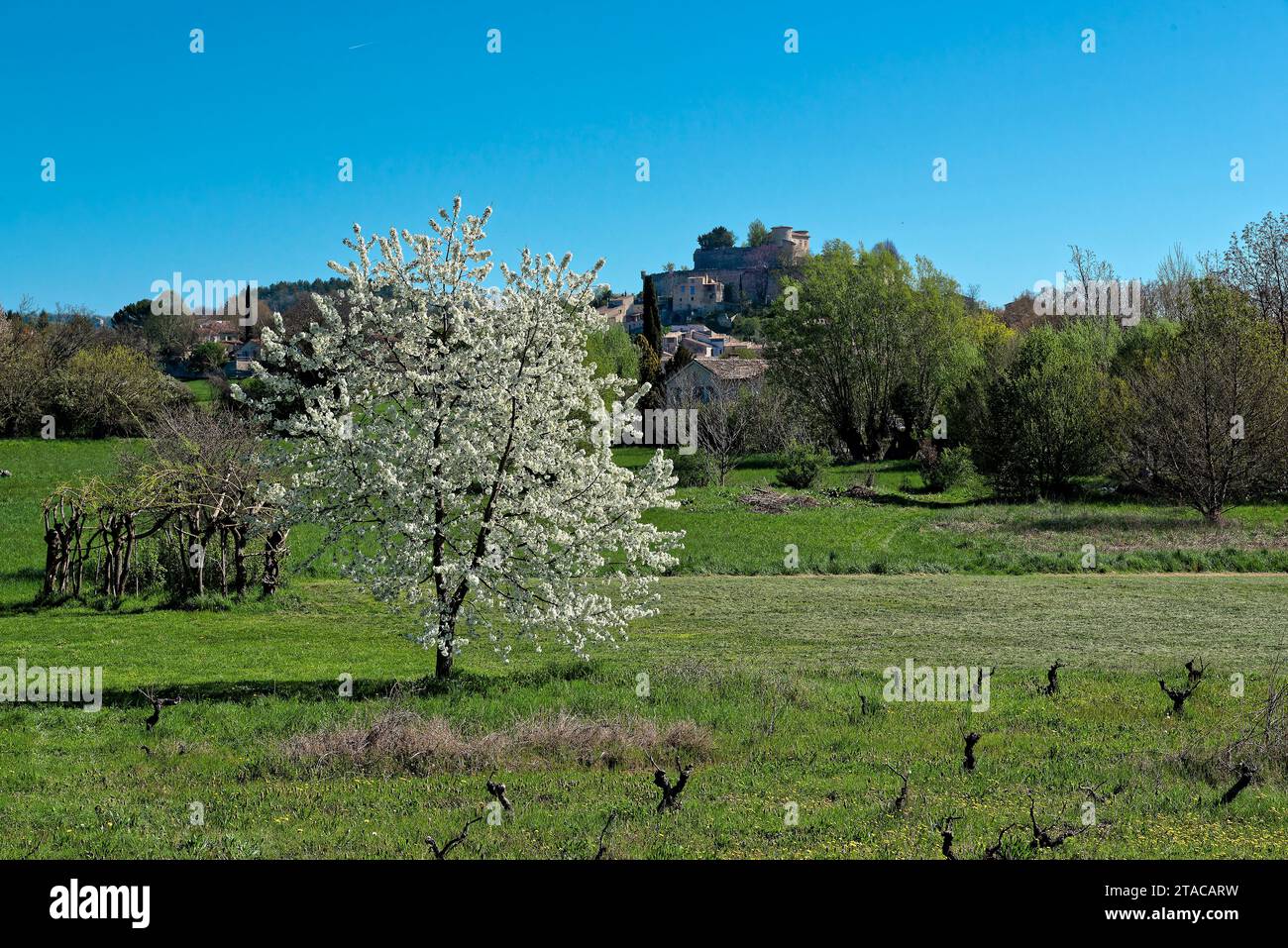 Un amandier en fleur hi-res stock photography and images - Alamy