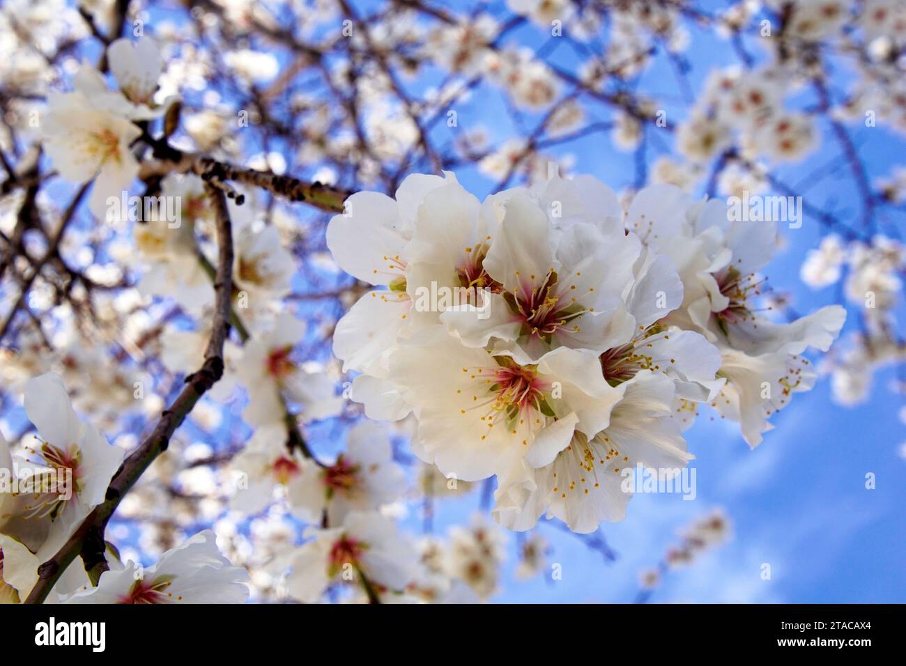 Plante en fleurs au hi-res stock photography and images - Alamy