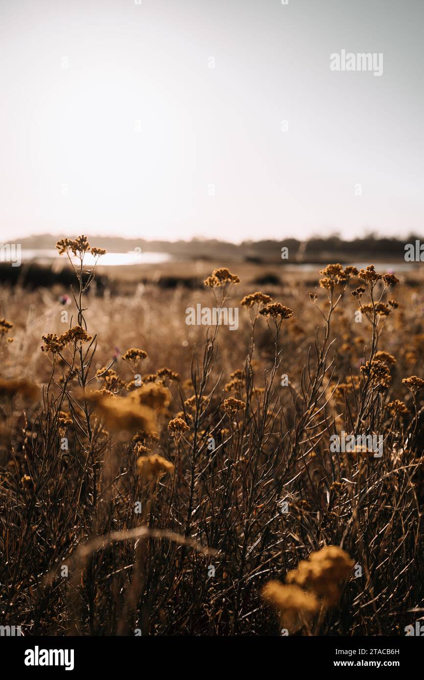 Beautiful wallpaper wildflowers in hi-res stock photography and images ...
