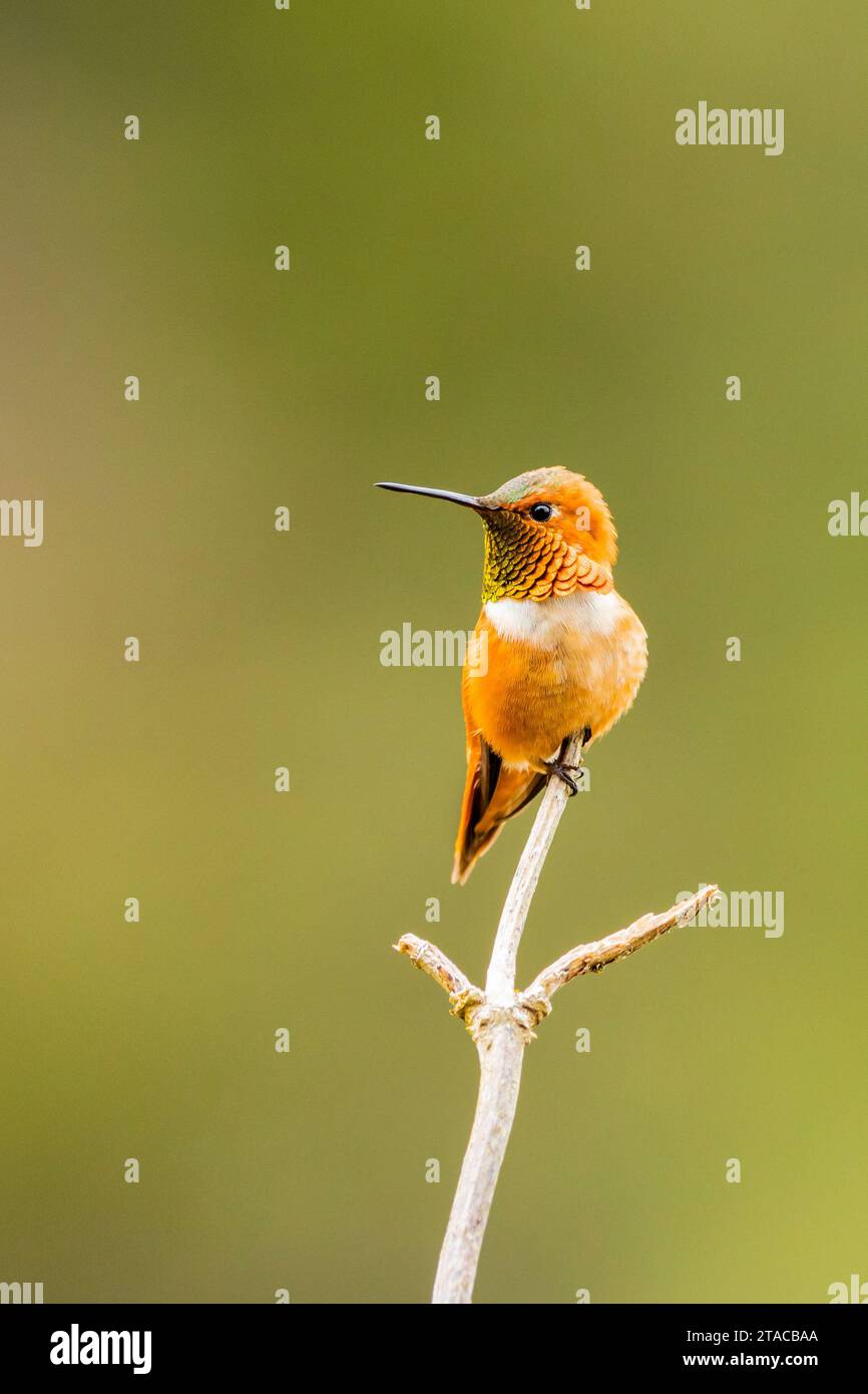 Alaska hummingbird hi-res stock photography and images - Alamy