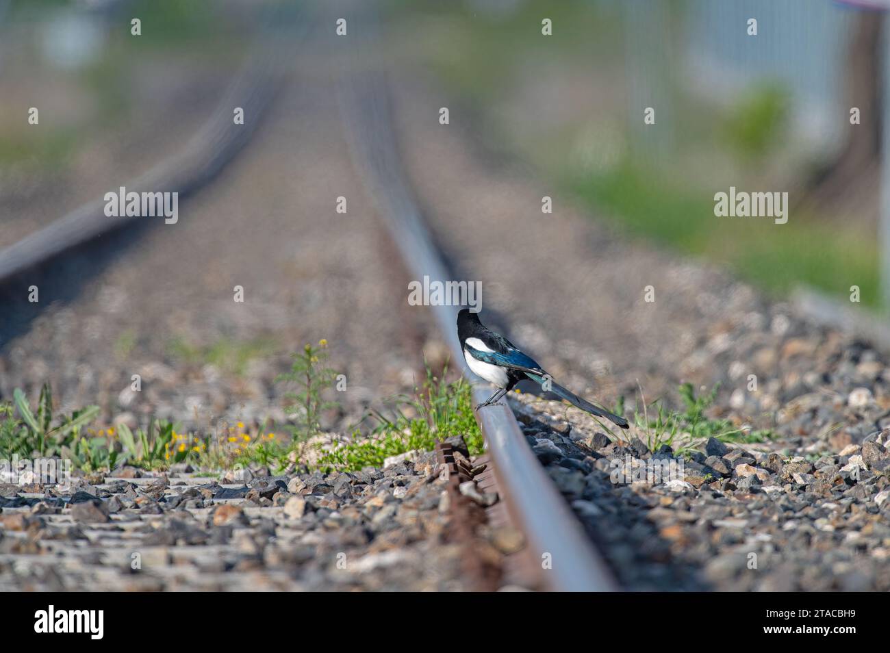 Eurasian Magpie (Pica pica) on railway tracks Stock Photo - Alamy