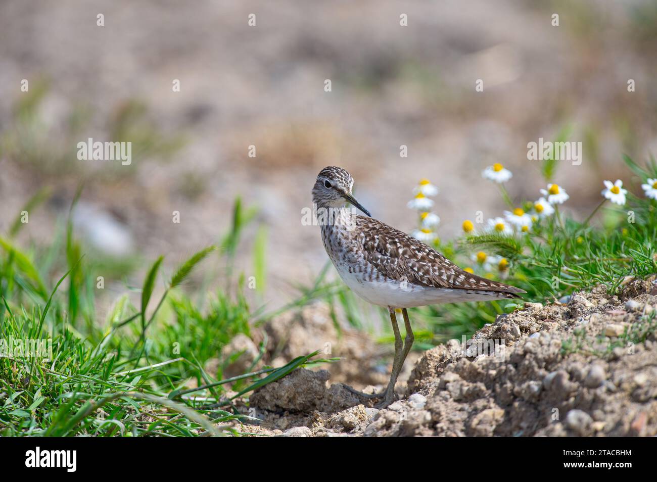 Wood Sandpiper (Tringa glareola) with daisy flowers in spring Stock ...