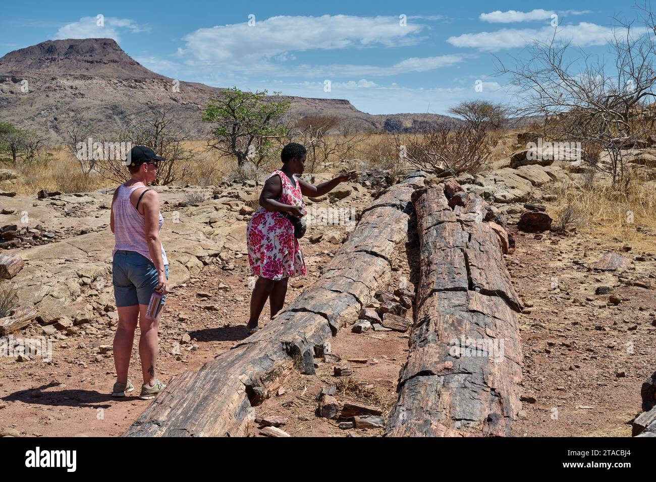 tourist with local guide at Three Stages Petrified Forest, Petrified Forest, Damaraland, Namibia ...