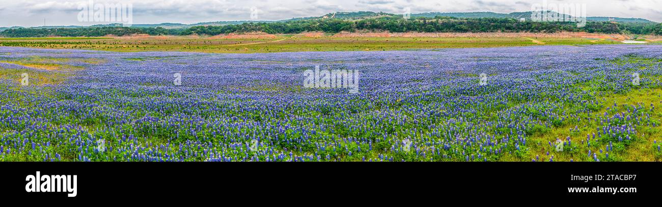 Bluebonnet scene hi-res stock photography and images - Alamy