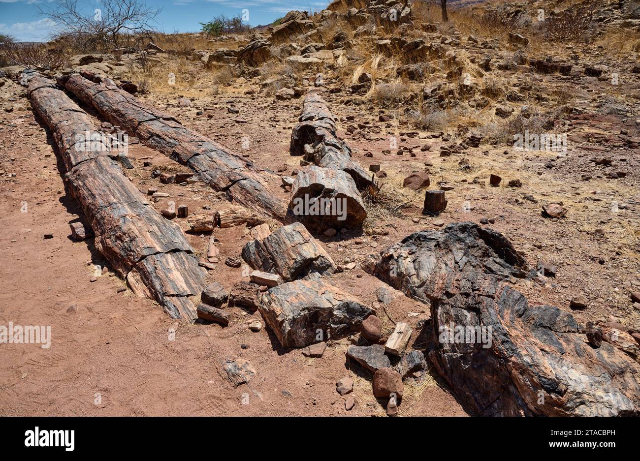 Three Stages Petrified Forest, Petrified Forest, Damaraland, Namibia ...