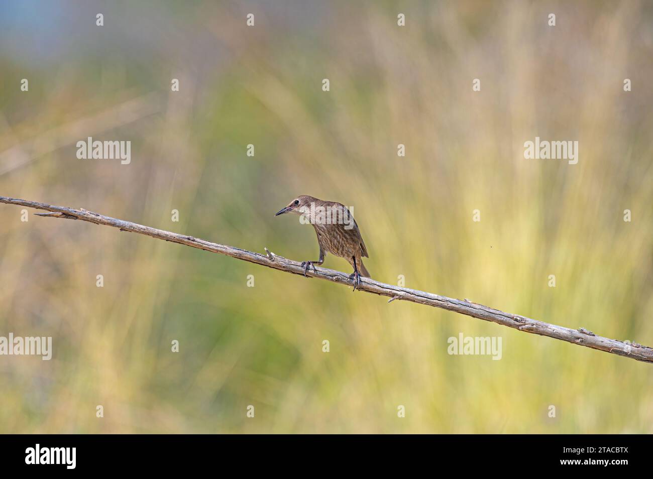 Baby starling branch tree hi-res stock photography and images - Alamy