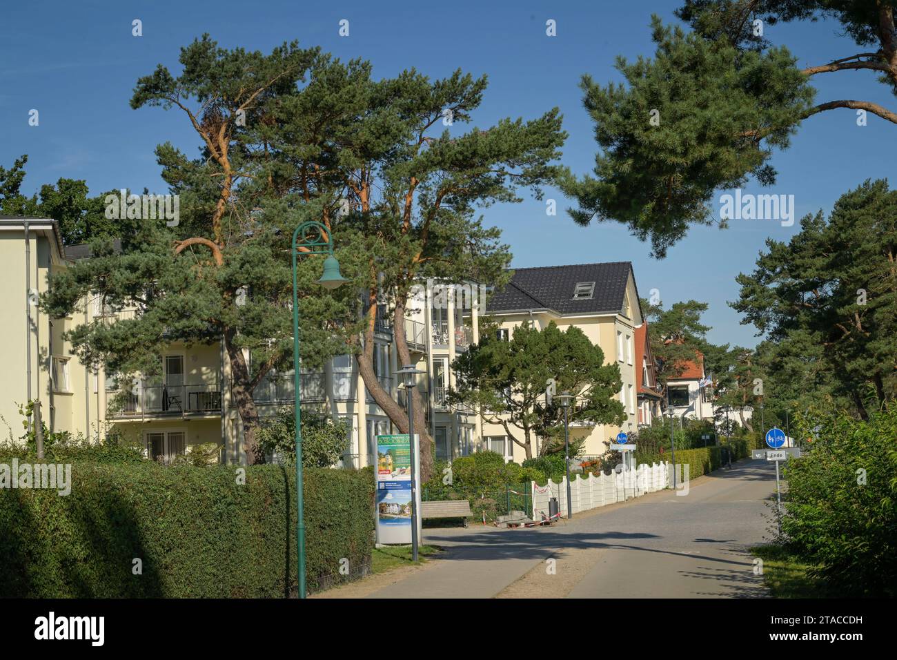Kiefern, Strandpromenade, Bansin, Usedom, Mecklenburg-Vorpommern ...