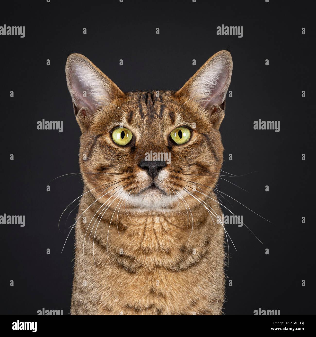 Head shot of handsome F7 Savannah cat, sitting up facing front. Looking ...