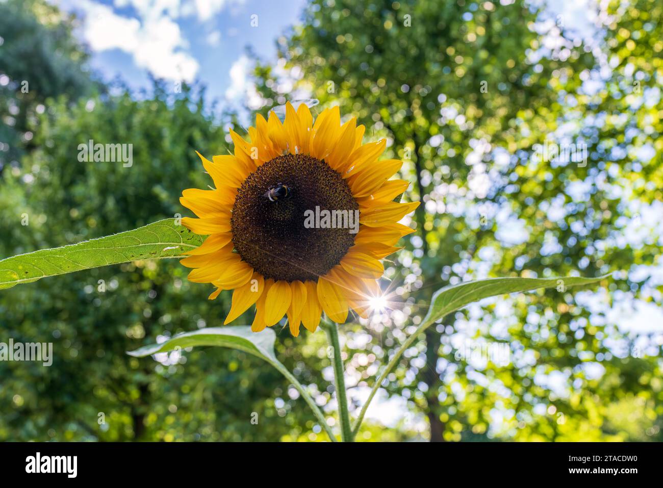 Setting sun over field of blooming sunflowers. Bright photo of ...