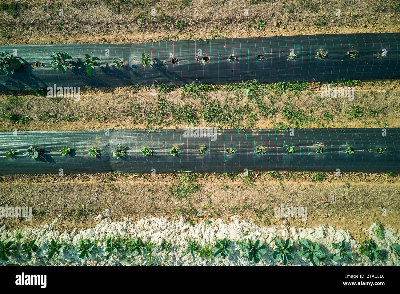 Organic mulch row of crops hi-res stock photography and images - Alamy