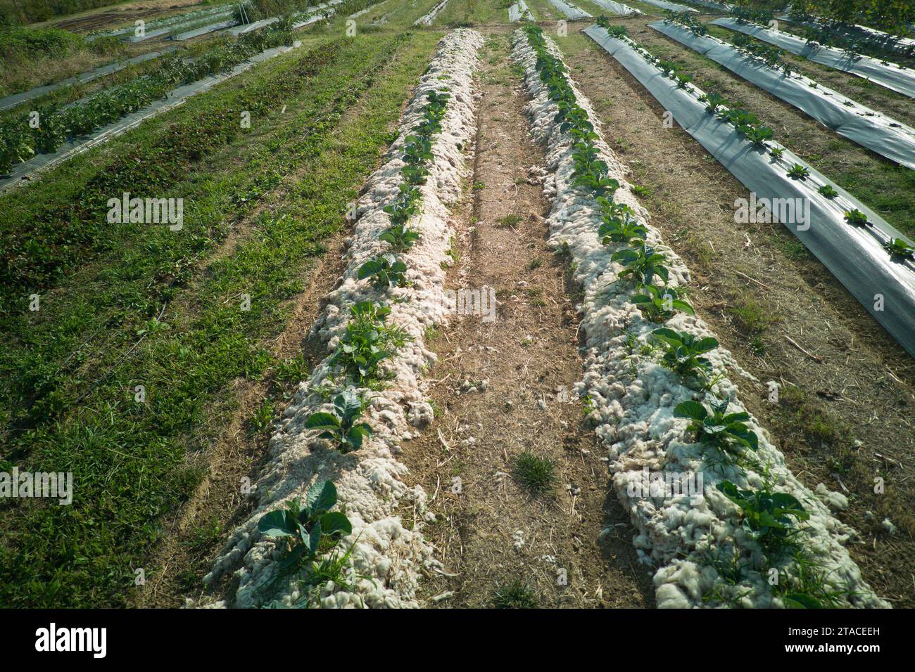 Organic mulch row of crops hi-res stock photography and images - Alamy
