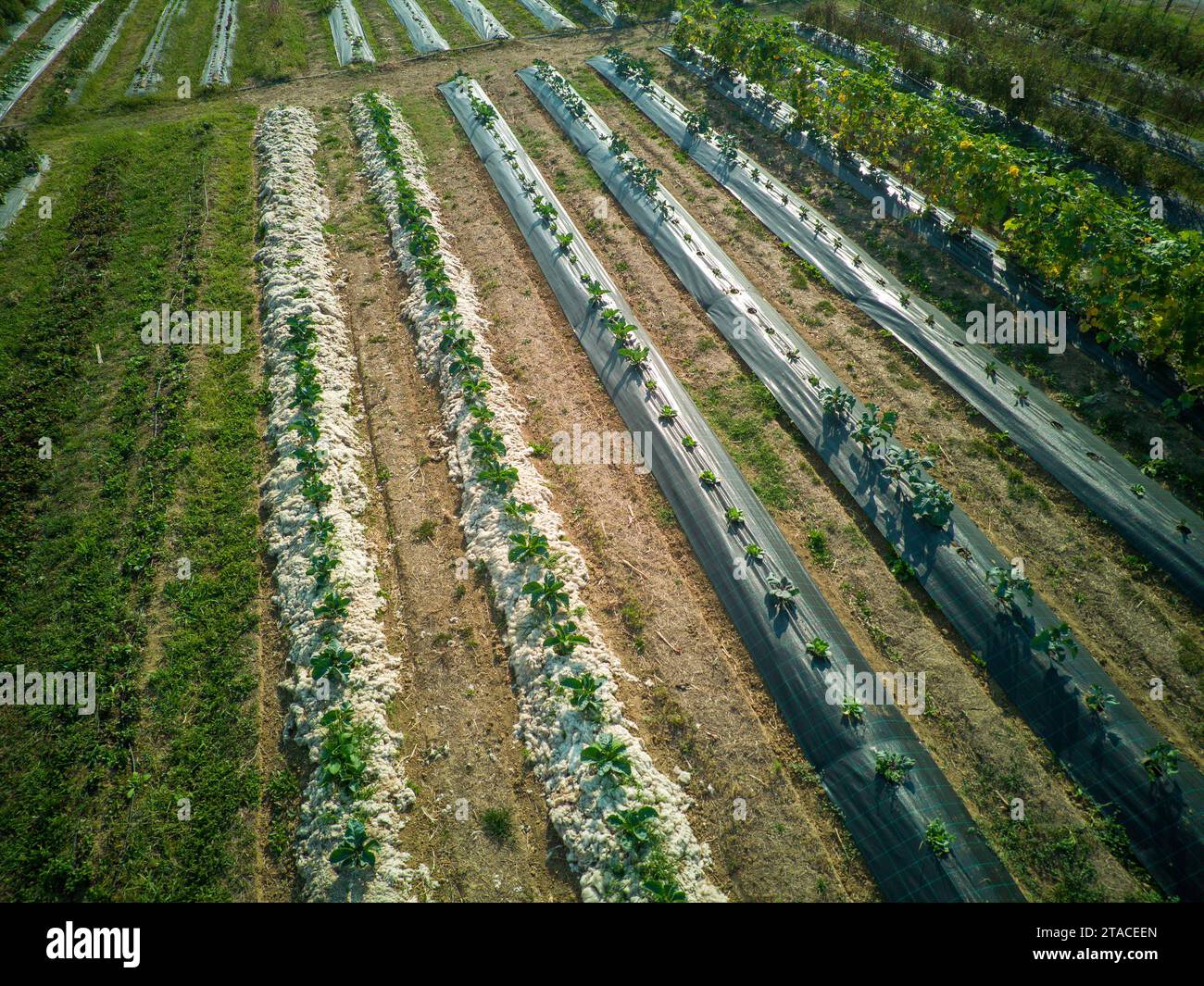 Plastic mulch to grow crops hi-res stock photography and images - Alamy