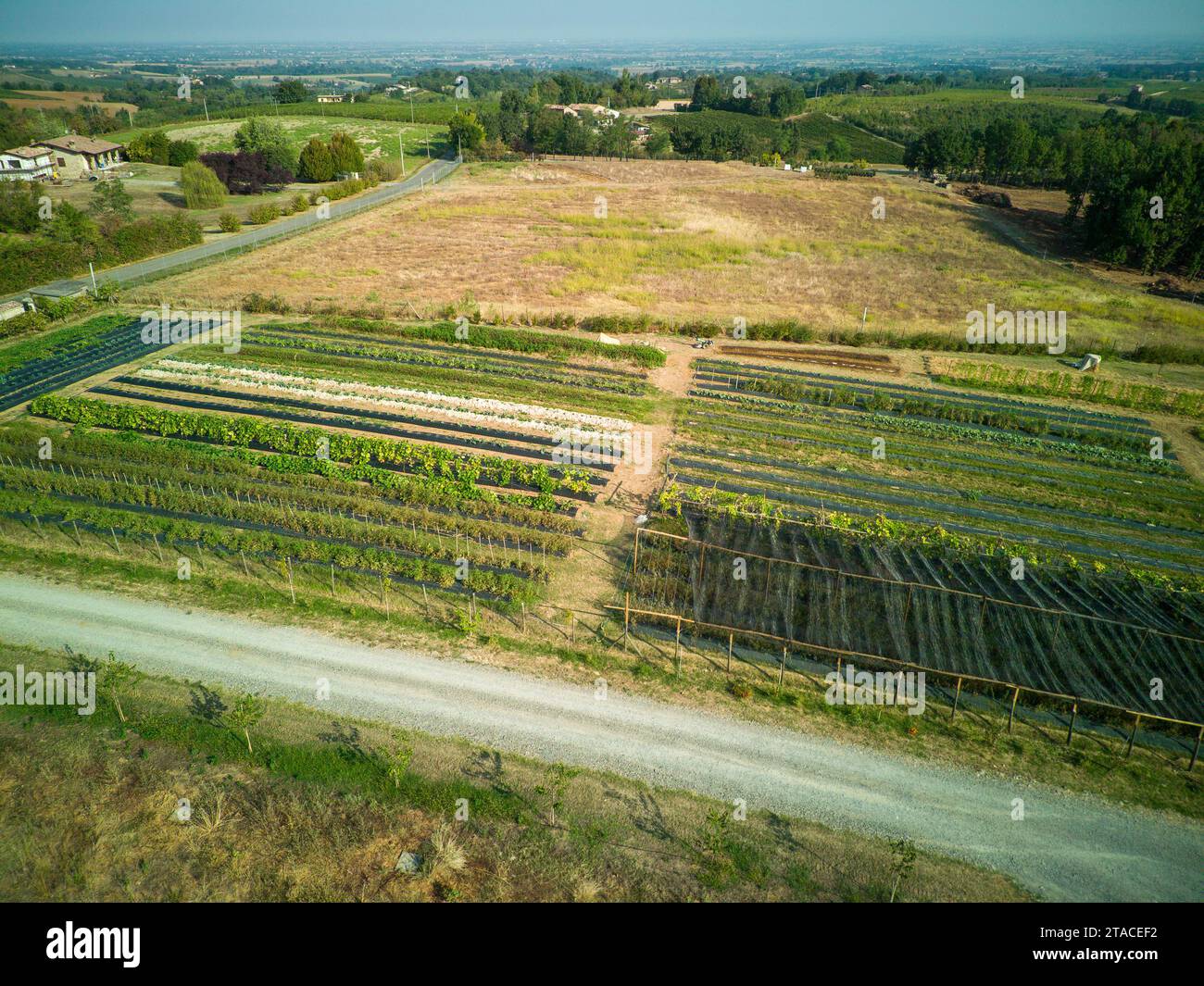 Organic mulch row of crops hi-res stock photography and images - Alamy