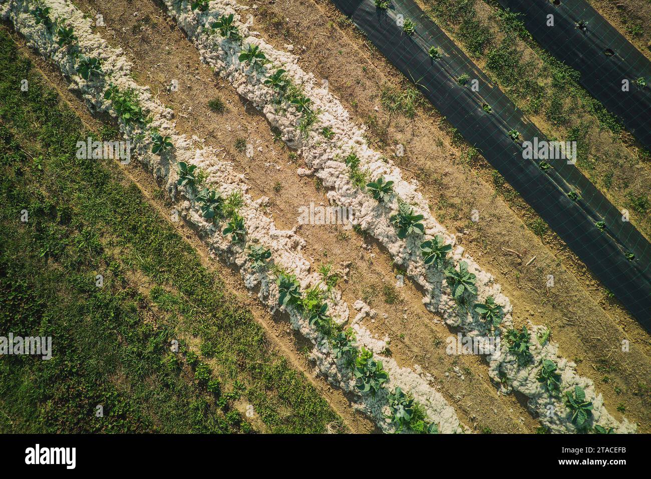 Organic mulch row of crops hi-res stock photography and images - Alamy