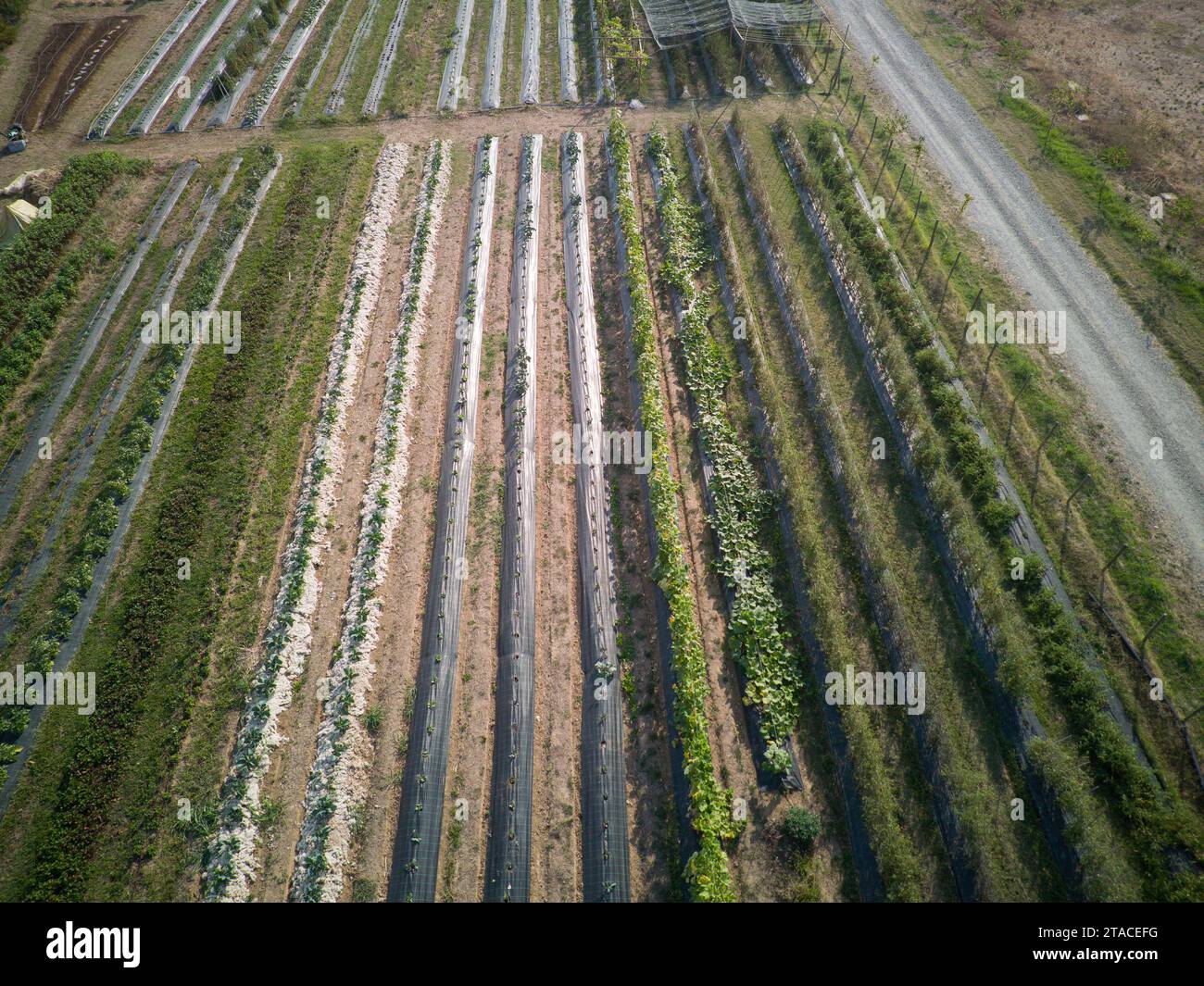 aerial view drone shot of vegetables crops grow in organic vegetable ...