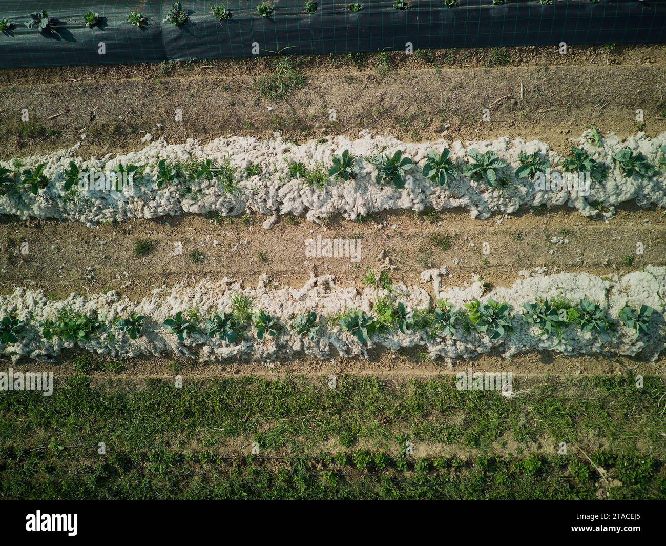 Organic mulch row of crops hi-res stock photography and images - Alamy