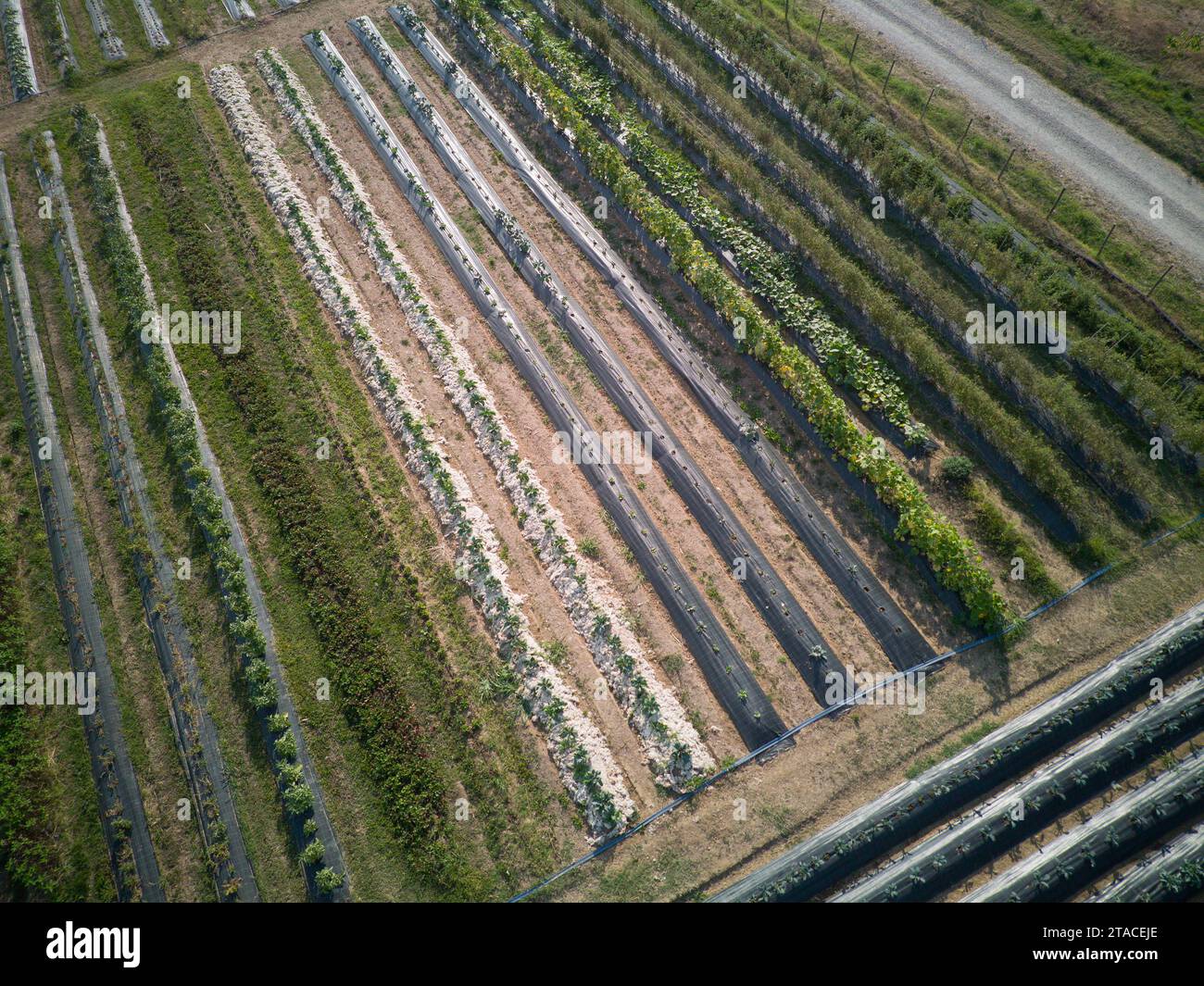 aerial view drone shot of vegetables crops grow in organic vegetable ...
