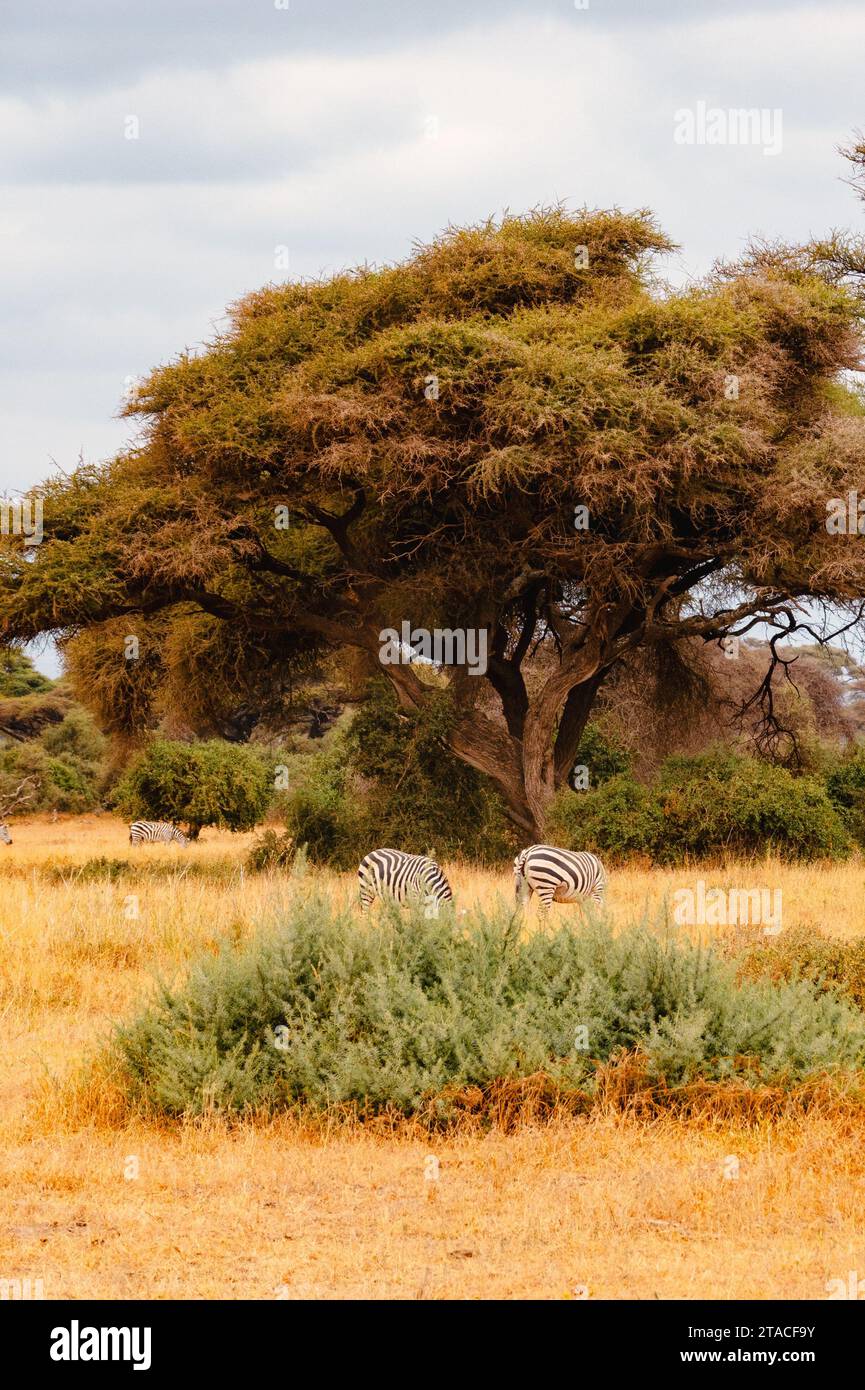A herd of zebra grazing below an Umbrella Thorn Acacia tree in Amboseli ...