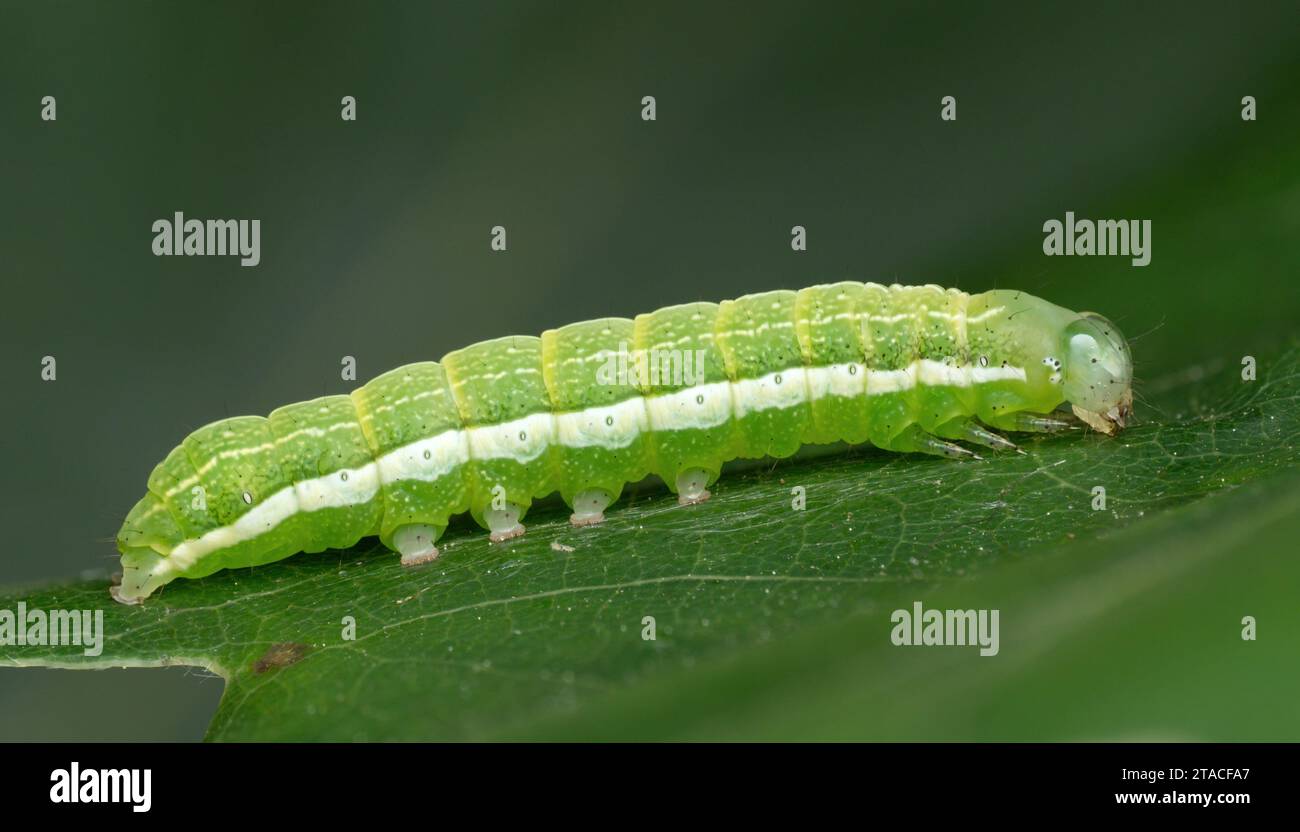 Hebrew Character moth caterpillar (Orthosia gothica) resting on leaf ...
