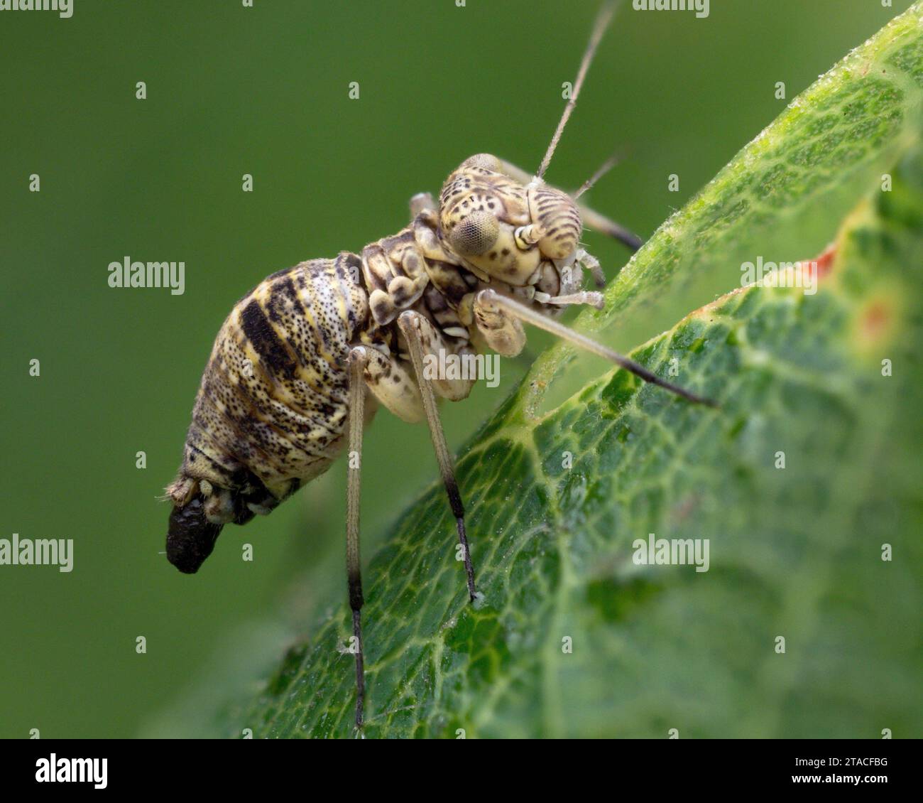 Psocoptera hi-res stock photography and images - Alamy