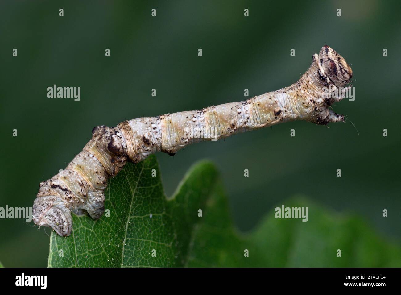 Oak Beauty moth caterpillar (Biston strataria) on oak leaf. Tipperary ...