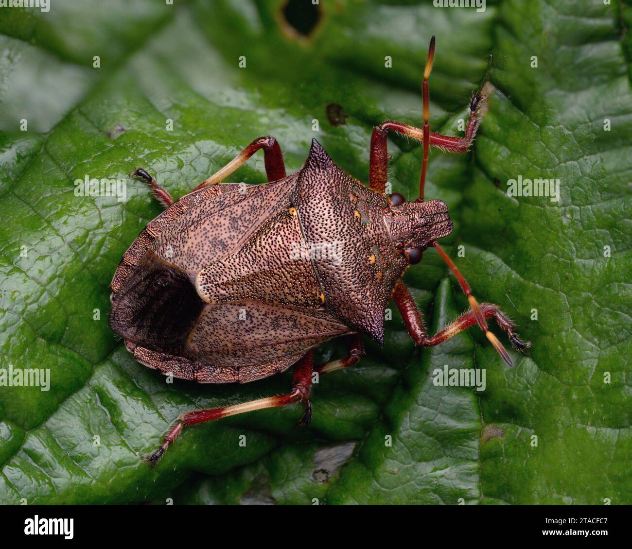 Spiked Shieldbug (Picromerus bidens) at rest on bramble leaf. Tipperary ...