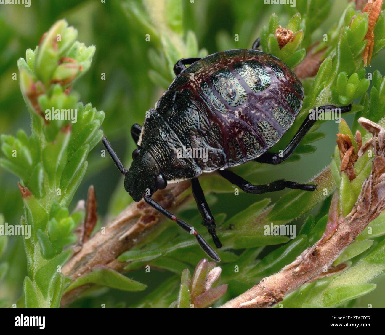 Spiked Shieldbug nymph (Picromerus bidens) on heather. Tipperary ...