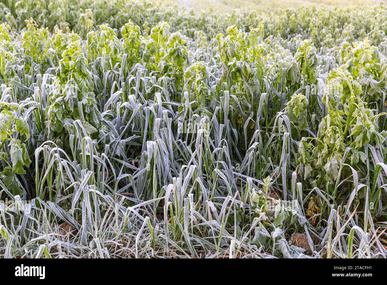 Condensation winter cut hi-res stock photography and images - Alamy