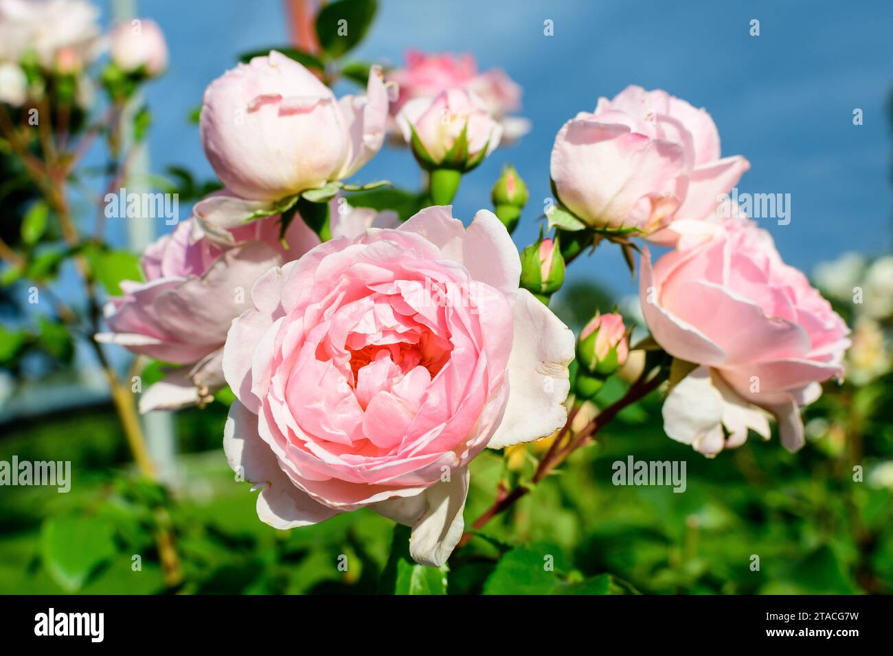 Large green bush with many fresh vivid pink roses and green leaves in a ...