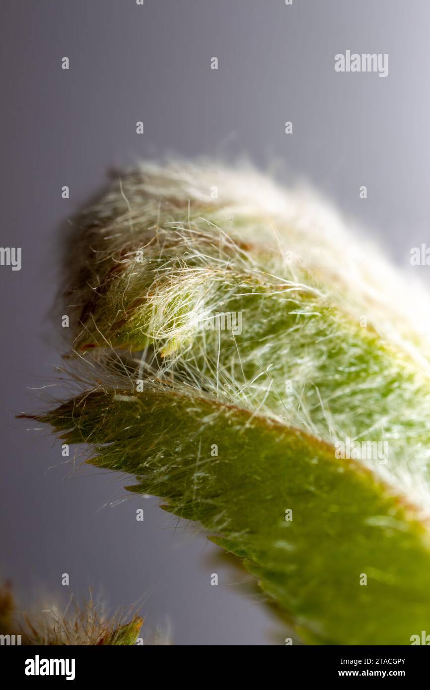 Rowan budding in spring sorbus hi-res stock photography and images - Alamy