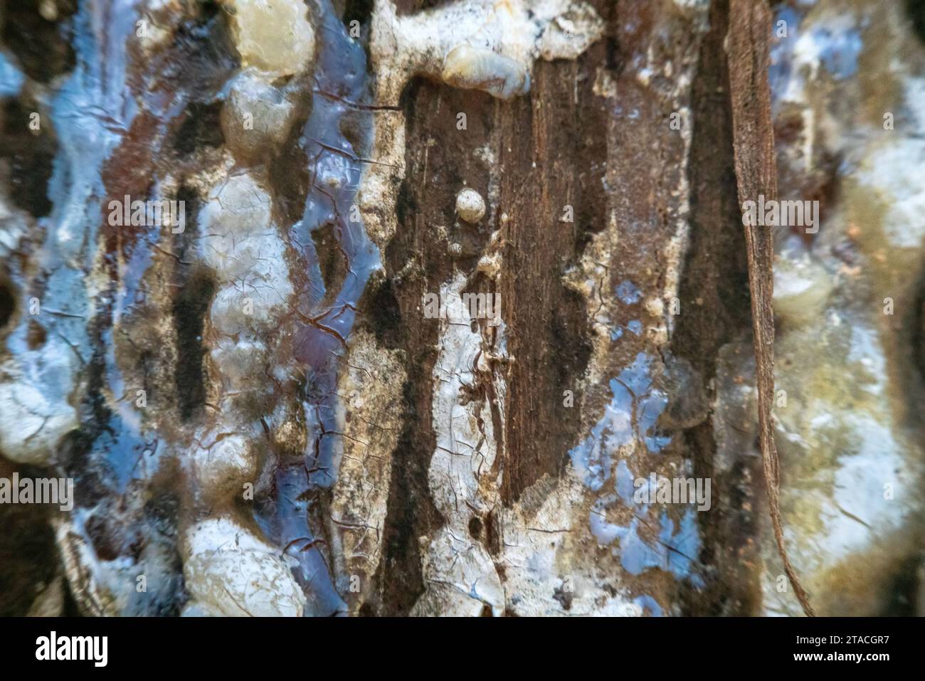 Forestry, forest products. Streaks of resin (barrois) on fir-tree(not ...