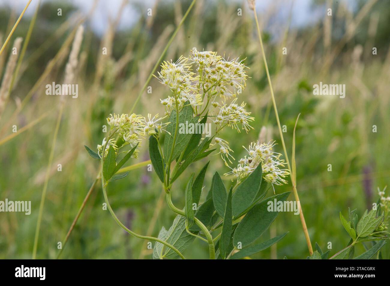 Helium. Water meadows around Lake Ilmen. Among the plants stand out ...