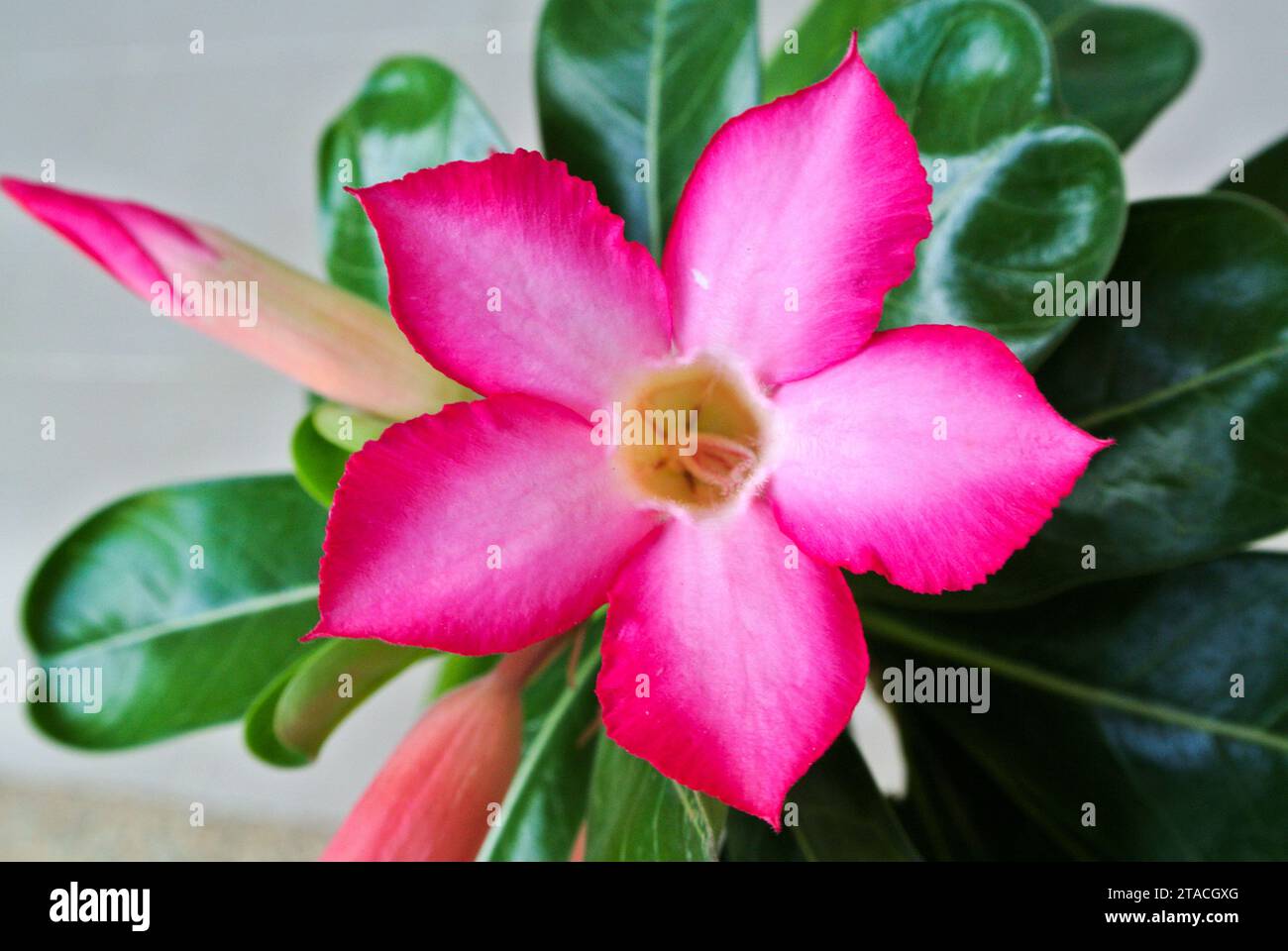 Adenium or Desert Rose. A small succulent tree native to Africa and ...